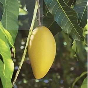 SOHA ENTERPRISE Mango Plant Price in India - Buy SOHA ENTERPRISE Mango ...