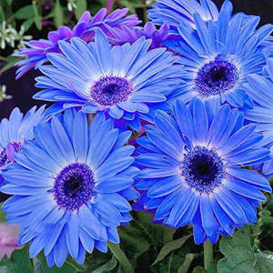 PB REBA PLANT Gerbera Plant Price in India - Buy PB REBA PLANT Gerbera ...