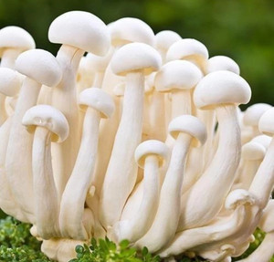 CARIBBEAN Mushroom seed, Mushroom hybrid seed, Best mushroom plant seed ...