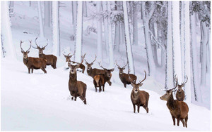 Deer Flex Poster For Room Mo-814 Photographic Paper - Abstract ...