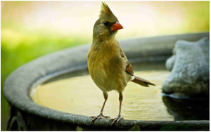 Birds Flex Poster For Room Mo-394 Photographic Paper - Abstract ...