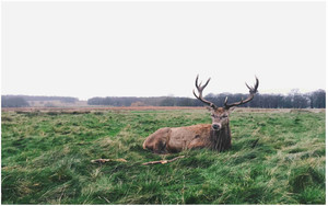 Deer Flex Poster For Room Mo-794 Photographic Paper - Animals posters ...