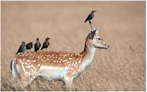 Deer Flex Poster For Room Mo-730 Photographic Paper - Animals posters ...