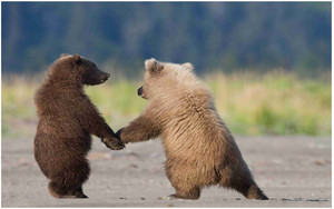 Bear Flex Poster For Room Mo-146 Photographic Paper - Animals posters ...