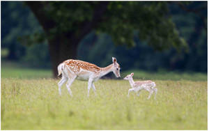 Deer Flex Poster For Room Mo-805 Photographic Paper - Animals posters ...