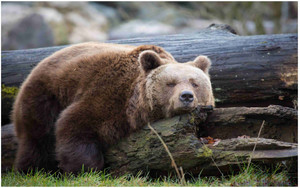 Bear Flex Poster For Room Mo-186 Photographic Paper - Abstract ...