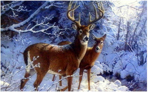 Deer Flex Poster For Room Mo-753 Photographic Paper - Animals posters ...