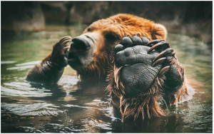 Bear Flex Poster For Room Mo-204 Photographic Paper - Abstract ...