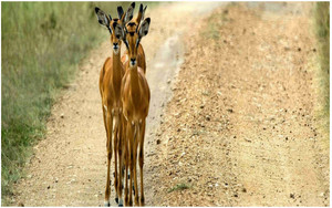 Deer Flex Poster For Room Mo-734 Photographic Paper - Animals posters ...