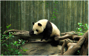 Bear Flex Poster For Room Mo-228 Photographic Paper - Animals posters ...