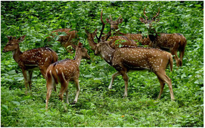 Deer Flex Poster For Room Mo-787 Photographic Paper - Animals posters ...