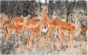 Deer Flex Poster For Room Mo-702 Photographic Paper - Animals posters ...