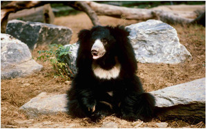 Bear Flex Poster For Room Mo-254 Photographic Paper - Abstract ...