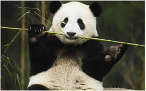 Bear Flex Poster For Room Mo-182 Photographic Paper - Animals posters ...