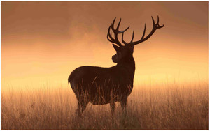 Deer Flex Poster For Room Mo-765 Photographic Paper - Animals posters ...