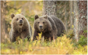 Bear Flex Poster For Room Mo-250 Photographic Paper - Animals posters ...