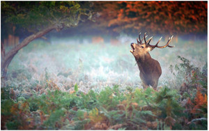 Deer Flex Poster For Room Mo-726 Photographic Paper - Animals posters ...