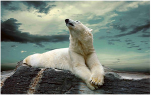 Bear Flex Poster For Room Mo-189 Photographic Paper - Abstract ...