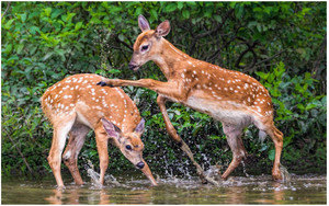 Deer Flex Poster For Room Mo-786 Photographic Paper - Abstract ...