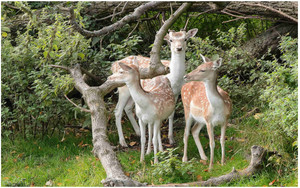 Deer Flex Poster For Room Mo-755 Photographic Paper - Animals posters ...