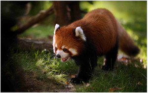 Bear Flex Poster For Room Mo-169 Photographic Paper - Abstract ...