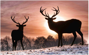 Deer Flex Poster For Room Mo-685 Photographic Paper - Abstract ...