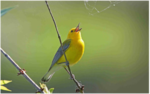 Birds Flex Poster For Room Mo-416 Photographic Paper - Abstract ...