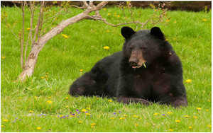 Bear Flex Poster For Room Mo-171 Photographic Paper - Animals posters ...