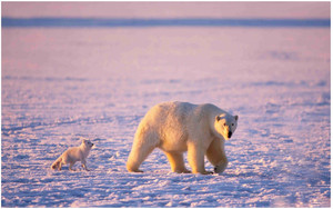 Bear Flex Poster For Room Mo-196 Photographic Paper - Animals posters ...