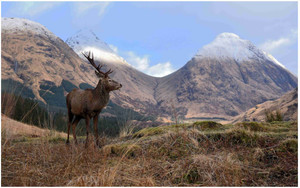 Deer Flex Poster For Room Mo-808 Photographic Paper - Animals posters ...