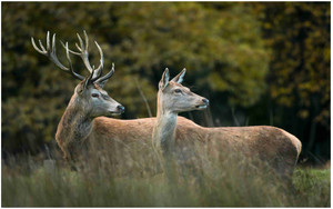 Deer Flex Poster For Room Mo-718 Photographic Paper - Animals posters ...