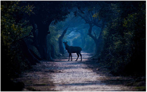 Deer Flex Poster For Room Mo-784 Photographic Paper - Abstract ...