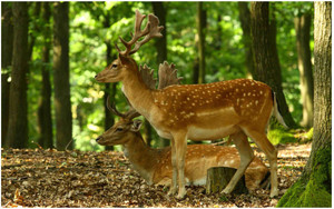 Deer Flex Poster For Room Mo-775 Photographic Paper - Animals posters ...