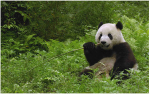 Bear Flex Poster For Room Mo-172 Photographic Paper - Animals posters ...