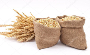 Awadh Organic Whole Wheat Gehu,Wheat Whole Premium ( Sabut Gehu / Gehoo ...