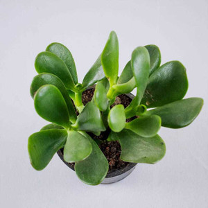 Amazing Gurden Crassula Plant Price in India - Buy Amazing Gurden ...