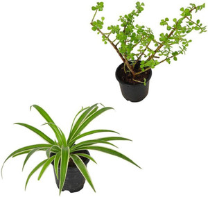 Amazing Gurden Jade Plant Price in India - Buy Amazing Gurden Jade ...