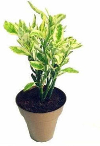 Gaach Pedilanthus Plant Price in India - Buy Gaach Pedilanthus Plant ...