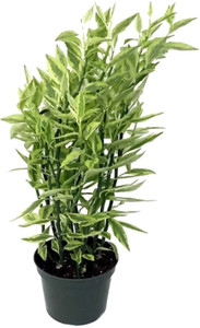 Gaach Pedilanthus Plant Price in India - Buy Gaach Pedilanthus Plant ...