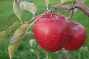 Chalisa Apple Seed Price in India - Buy Chalisa Apple Seed online at ...