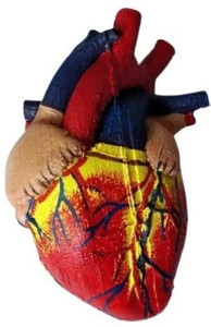 Karyote Education Anatomical Body Model Price in India - Buy Karyote ...