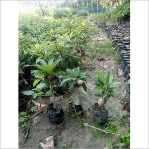 Cloud Farm Chiku Plant Price in India - Buy Cloud Farm Chiku Plant ...