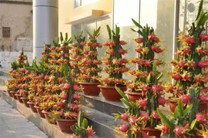 Aro Dragon Fruit, Pitaya Seed Price in India - Buy Aro Dragon Fruit ...