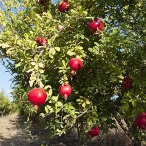 MAA Pomegranate, Anaar Seed Price in India - Buy MAA Pomegranate, Anaar ...