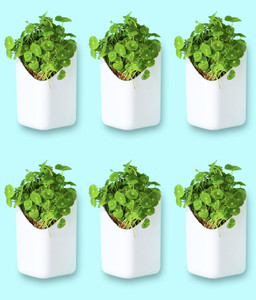 Blume planters Prism Indoor and Outdoor Wall Hanging Planter -Pack of 6 ...