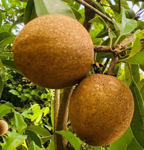 Cloud Farm Chiku Plant Price in India - Buy Cloud Farm Chiku Plant ...