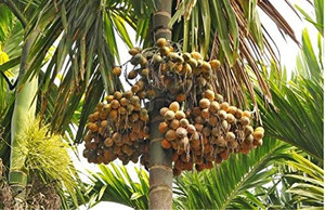 BALA PLANT CREATION Betel Nut/Supari Plant Price in India - Buy BALA ...