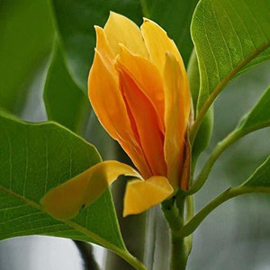Globalplants Golden Champa Plant Price in India - Buy Globalplants ...