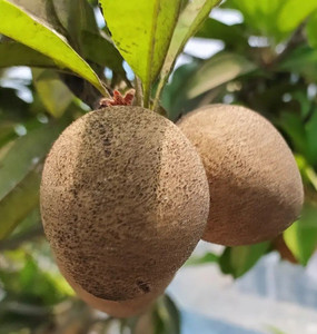 Cloud Farm Chiku Plant Price in India - Buy Cloud Farm Chiku Plant ...