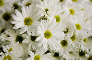 Mozette Hybrid Chrysan Themum White Seed Price in India - Buy Mozette ...
